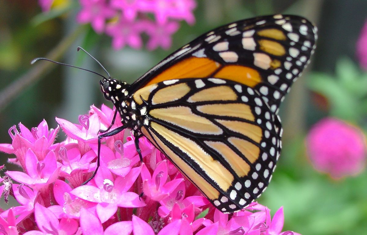 Barbara Dowling (April 14, 1932 - November 3, 2021) - Kingsville Times