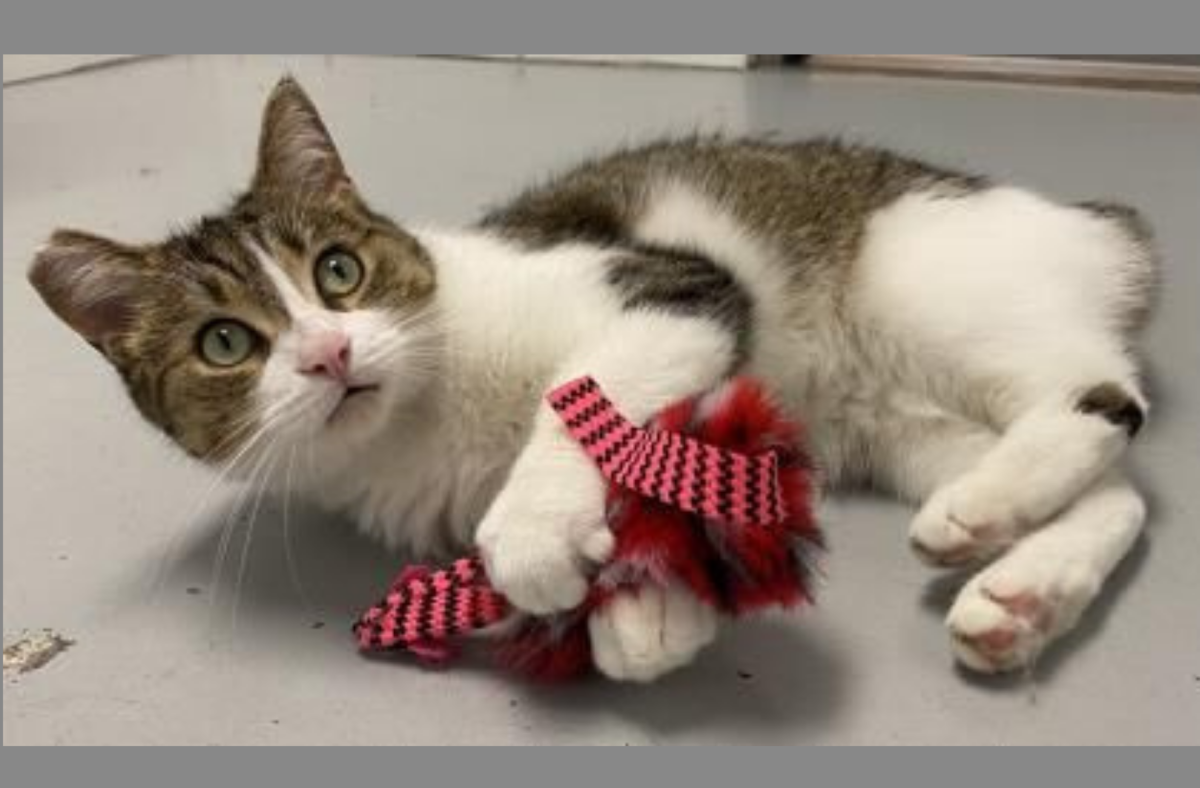 Pet of the Week: Meet Doja Cat - Kingsville Times