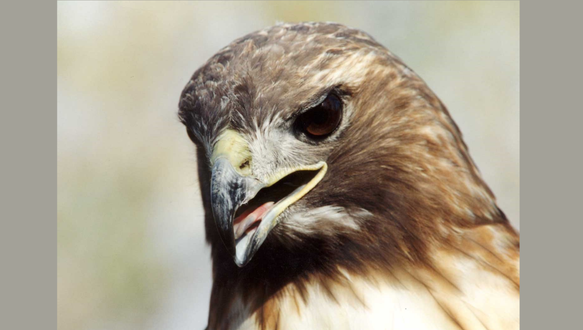 Festival of Hawks Returns to Holiday Beach Conservation Area ...