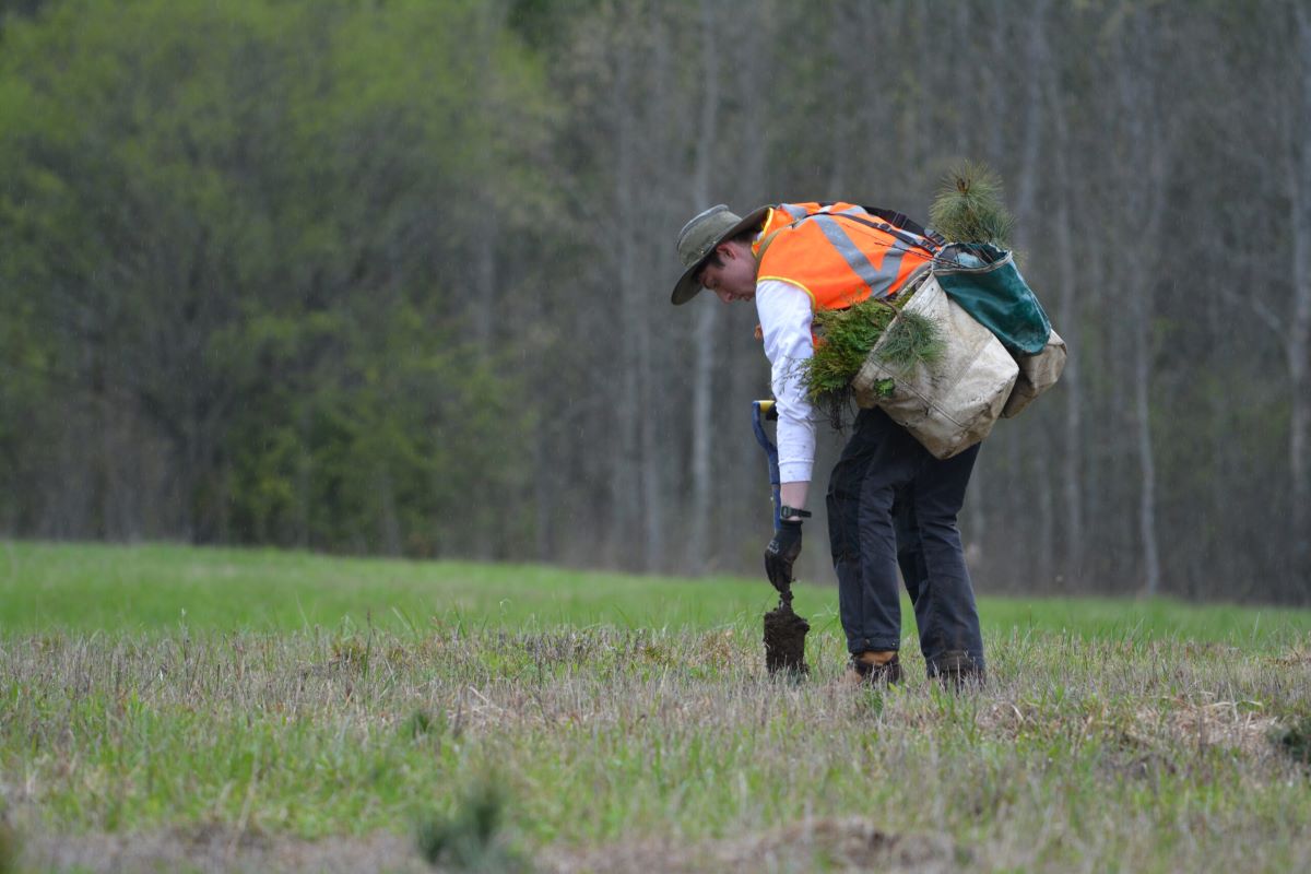 Forests Ontario Plants 2.8 Million Trees This Planting Season ...