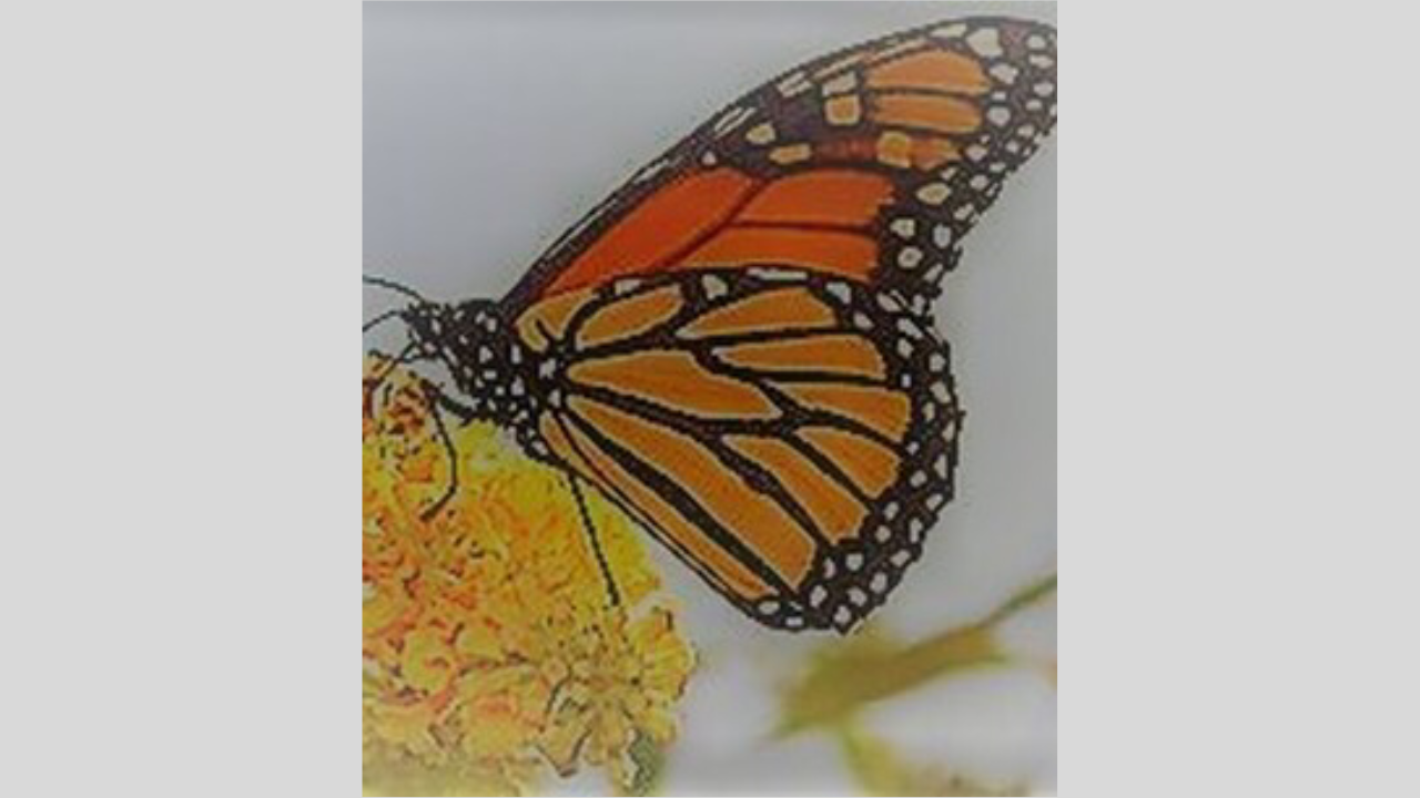 Raymond Gray (December 14, 1935 - November 19, 2021) - Kingsville Times