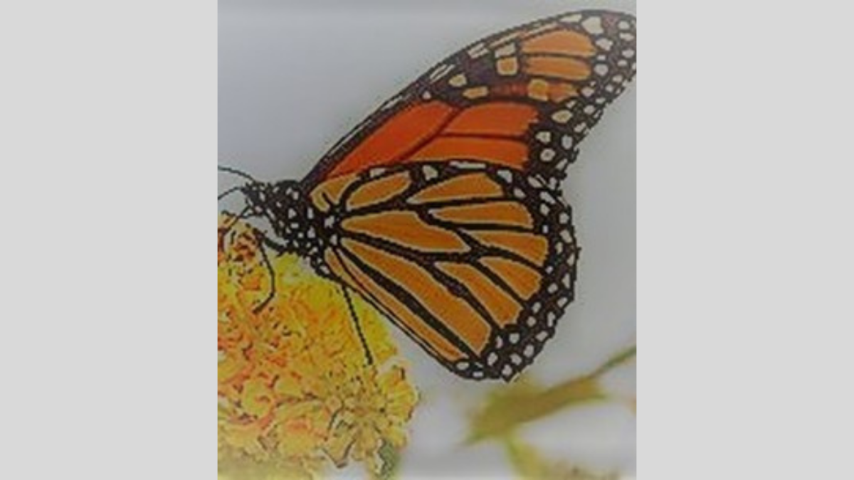 Carol Burke (January 15, 1950 - December 27, 2021) - Kingsville Times