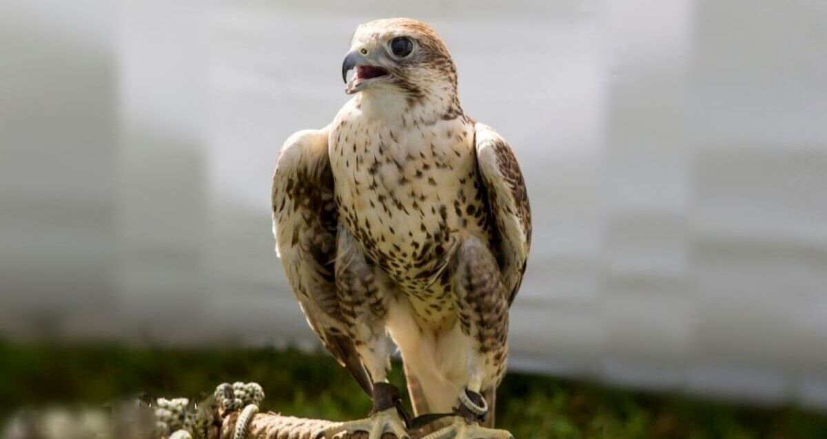 Festival of Hawks Takes Flight September 17 - Kingsville Times