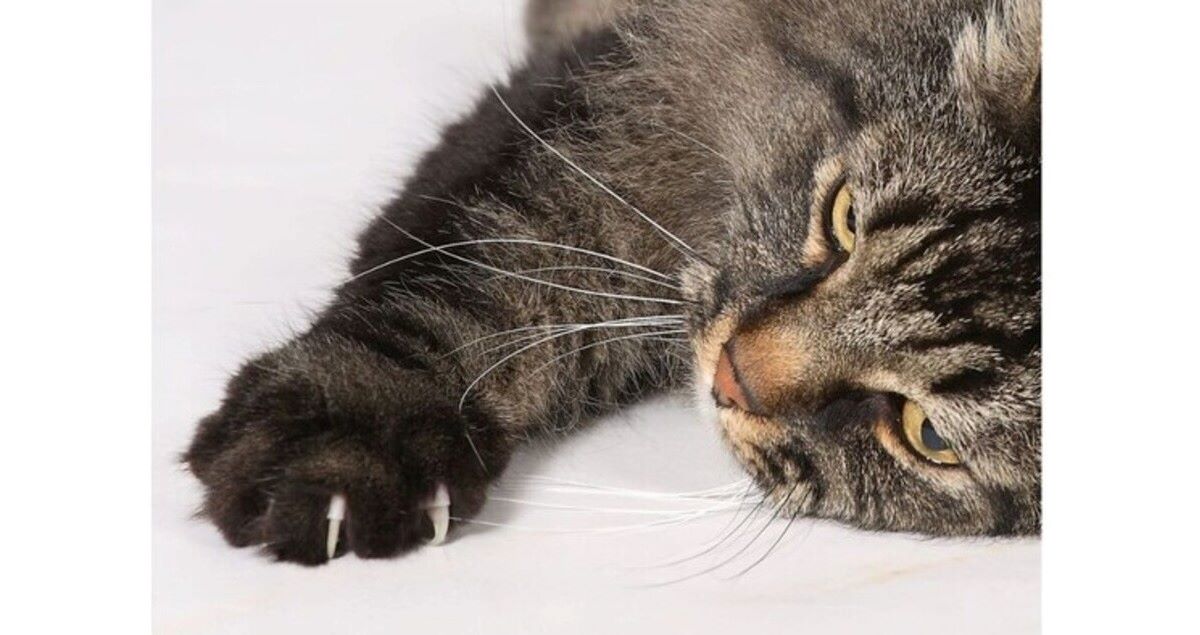 Common Sense Health: The Health Consequences of Cats - Kingsville Times