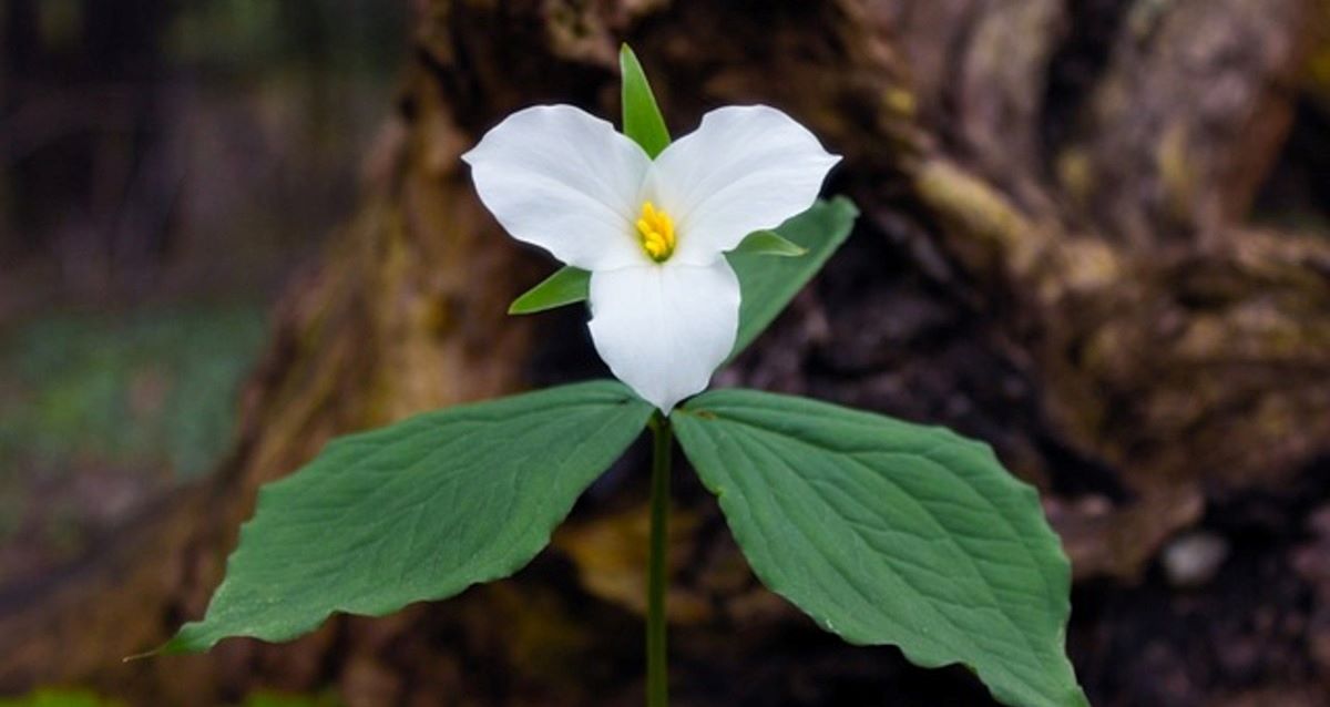 Ontario Simplifies Authentication of Documents for International Use ...