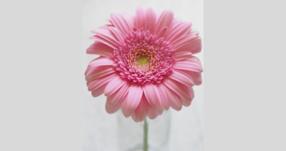 Helen Phillips (1926 – August 28, 2023) - Kingsville Times