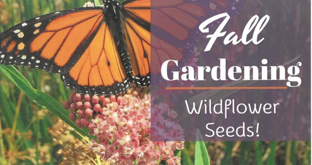 Wildflower & Native Seeds Available at All Essex County Library Branches - Kingsville Times