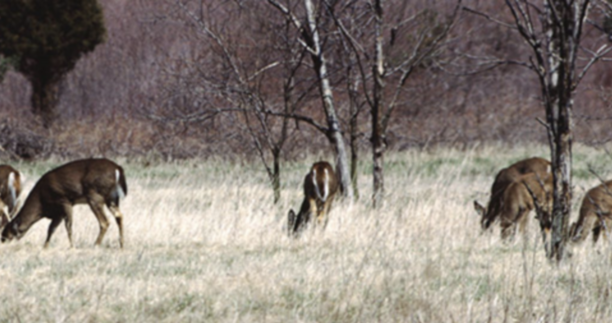 Point Pelee National Park Closed To Visitors January 19-26, 2024 ...