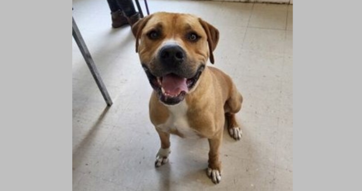 Pet of the Week: Meet Roofus - Kingsville Times