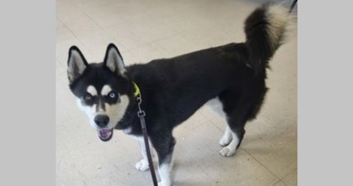 Pet of the Week: Meet Phantom - Kingsville Times