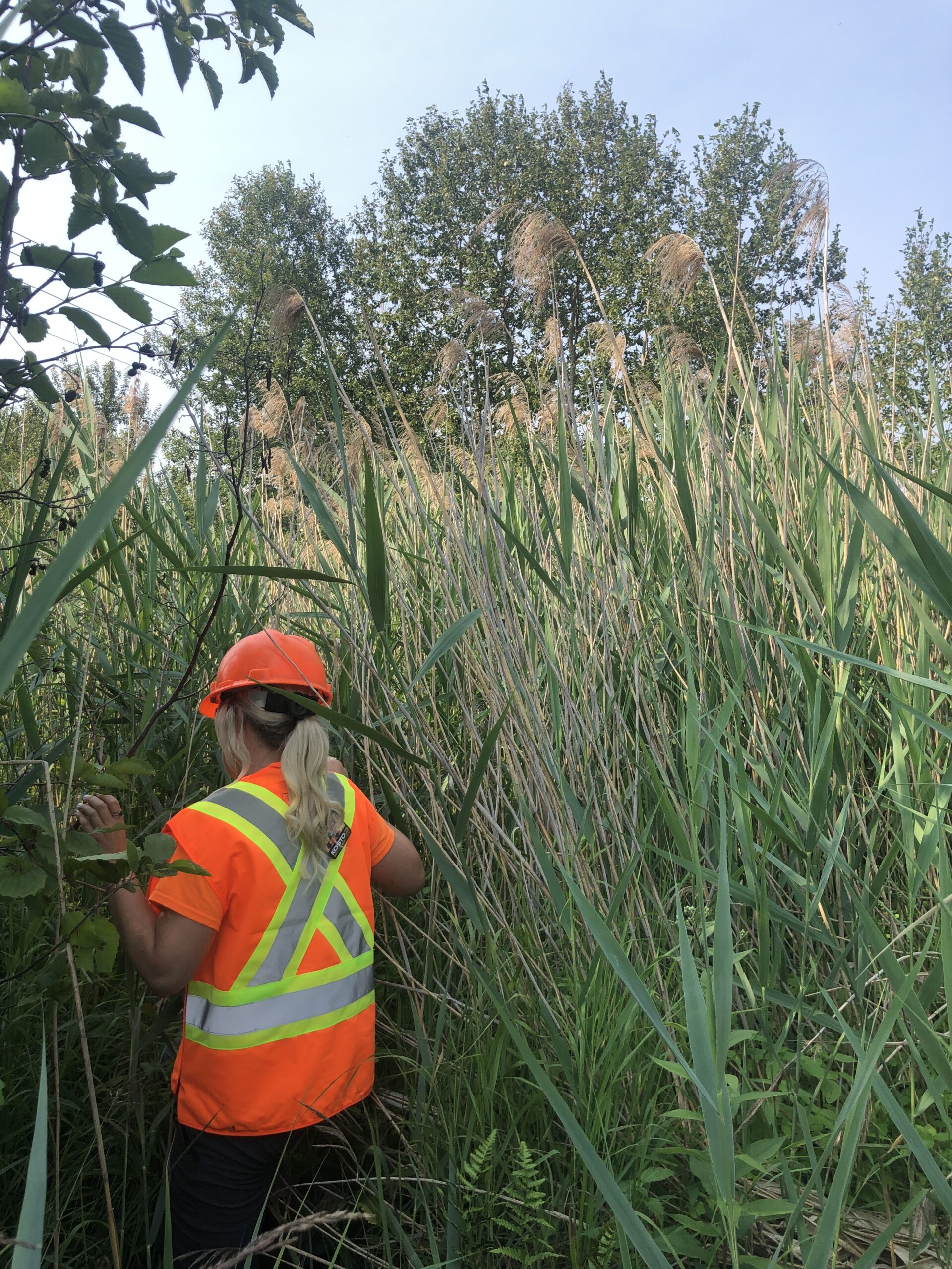 Invasive Phragmites Control Fund Opens 2025 Call For Proposals ...