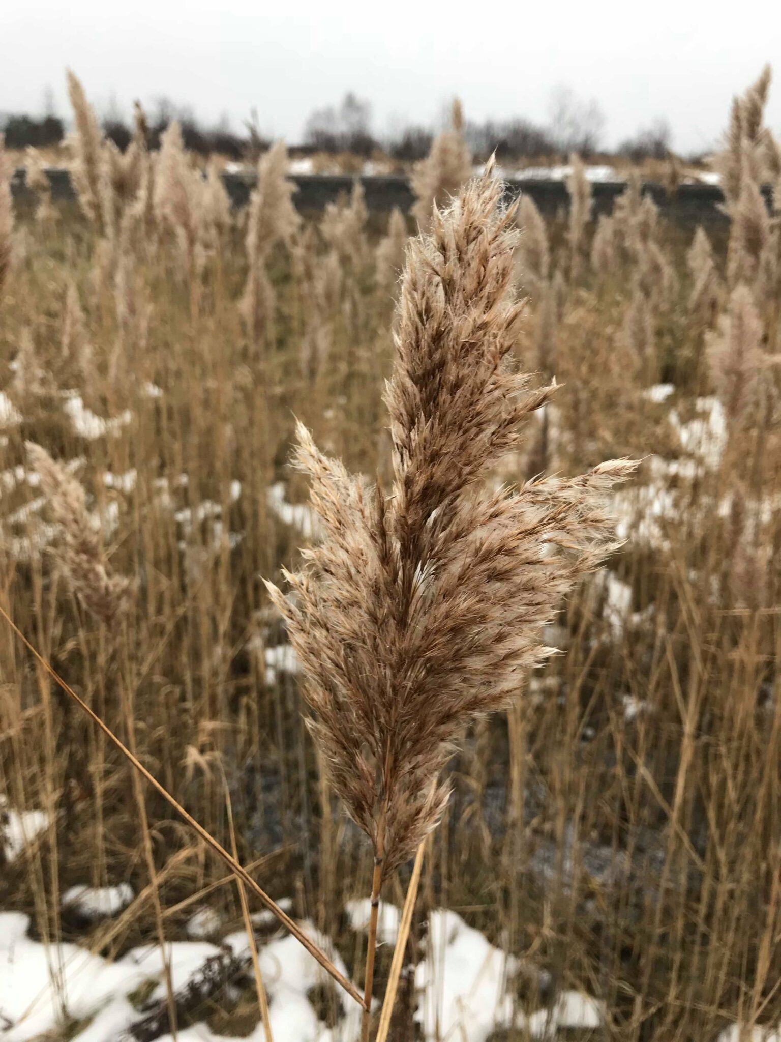 Invasive Phragmites Control Fund Opens 2025 Call For Proposals ...