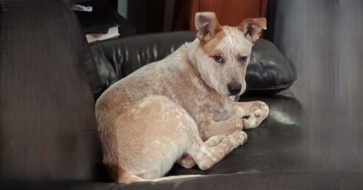 Pet of the Week: Meet Pepe - Kingsville Times