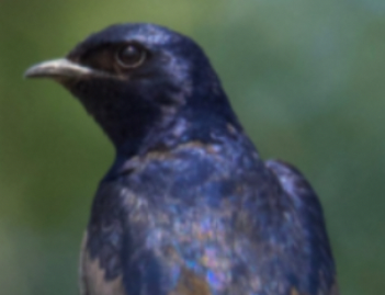 Ontario Purple Martin Association – Join Us On March 22 For Our First ...