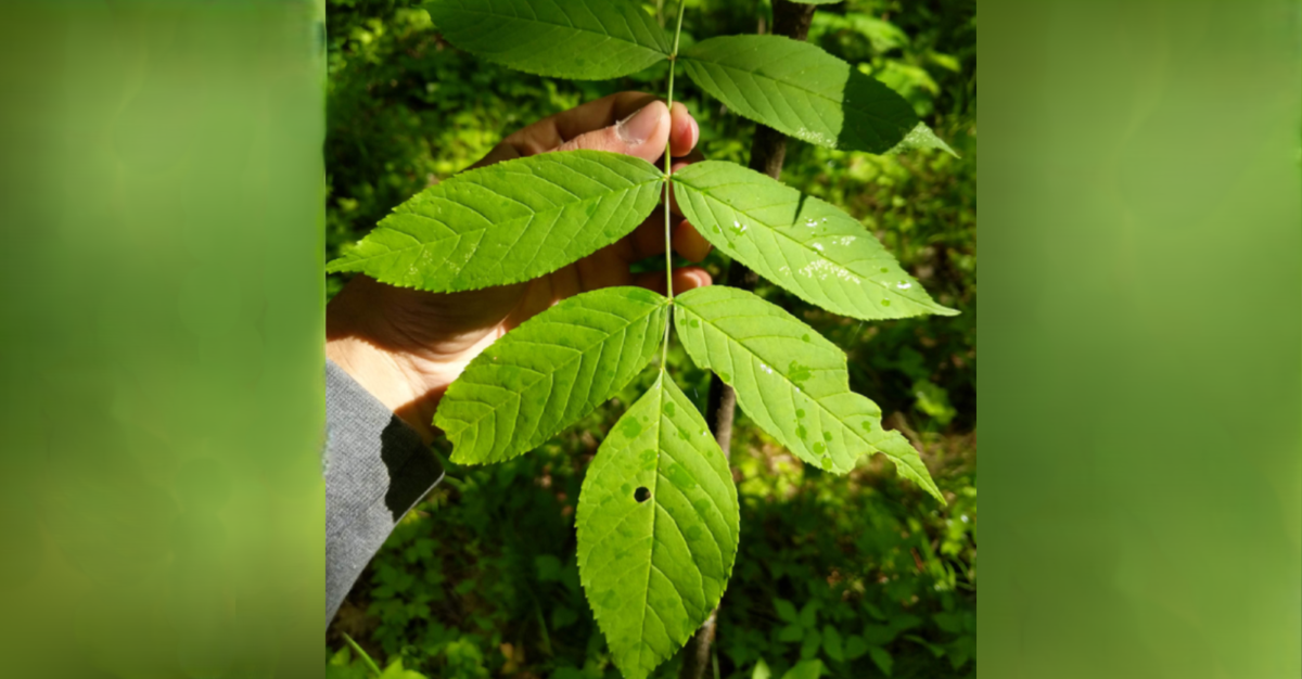 ISC Launches Project to Protect Ash Species in Ontario - Kingsville Times