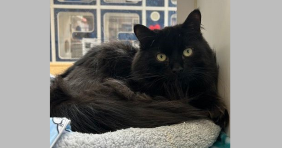 Pet of the Week: Meet Bumpy - Kingsville Times