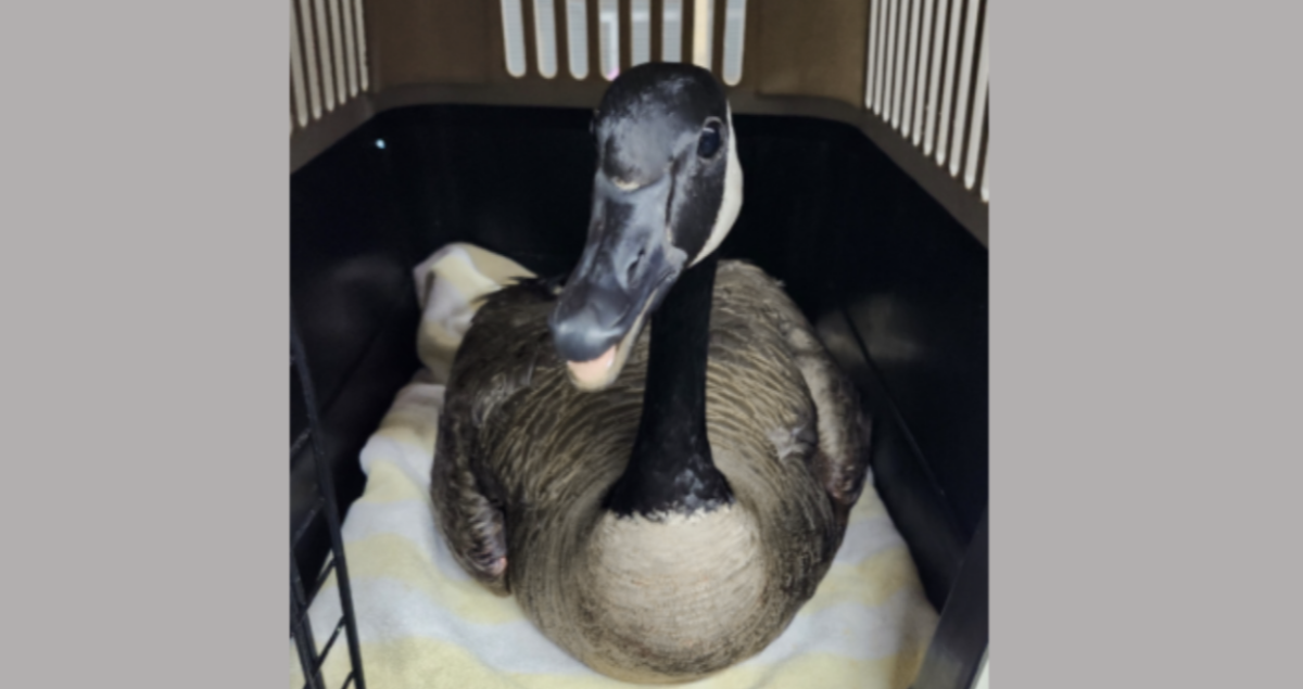 Canada Goose Injured By Leg-hold Trap In Kingsville - Kingsville Times