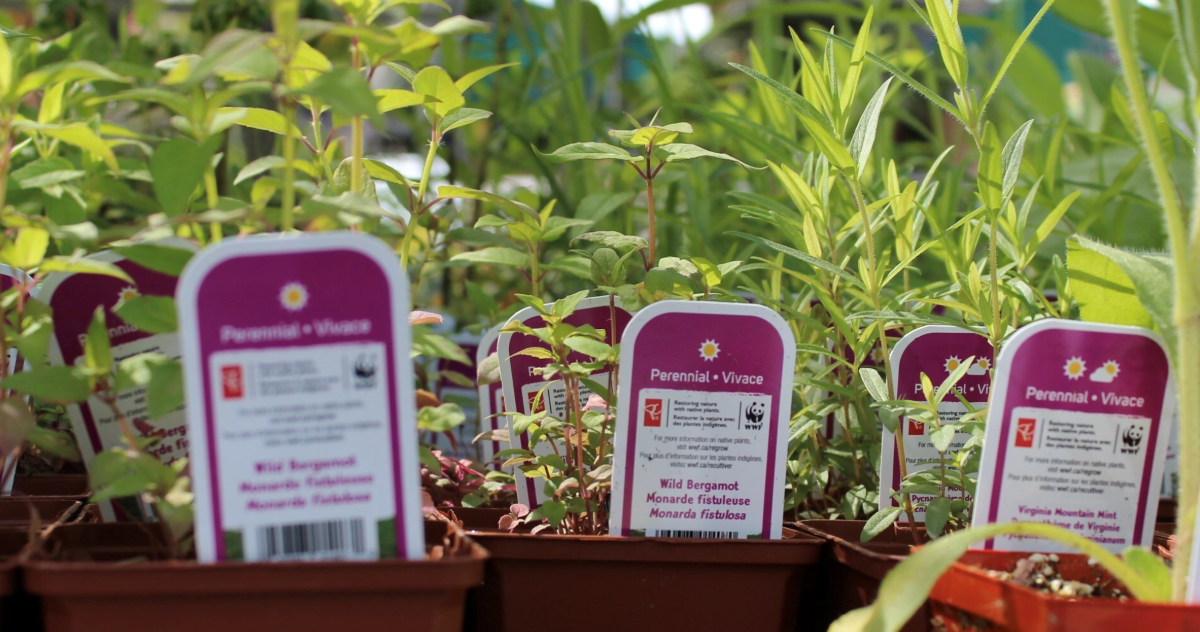 Native Plants — Spring’s Smartest Garden Trend - Kingsville Times