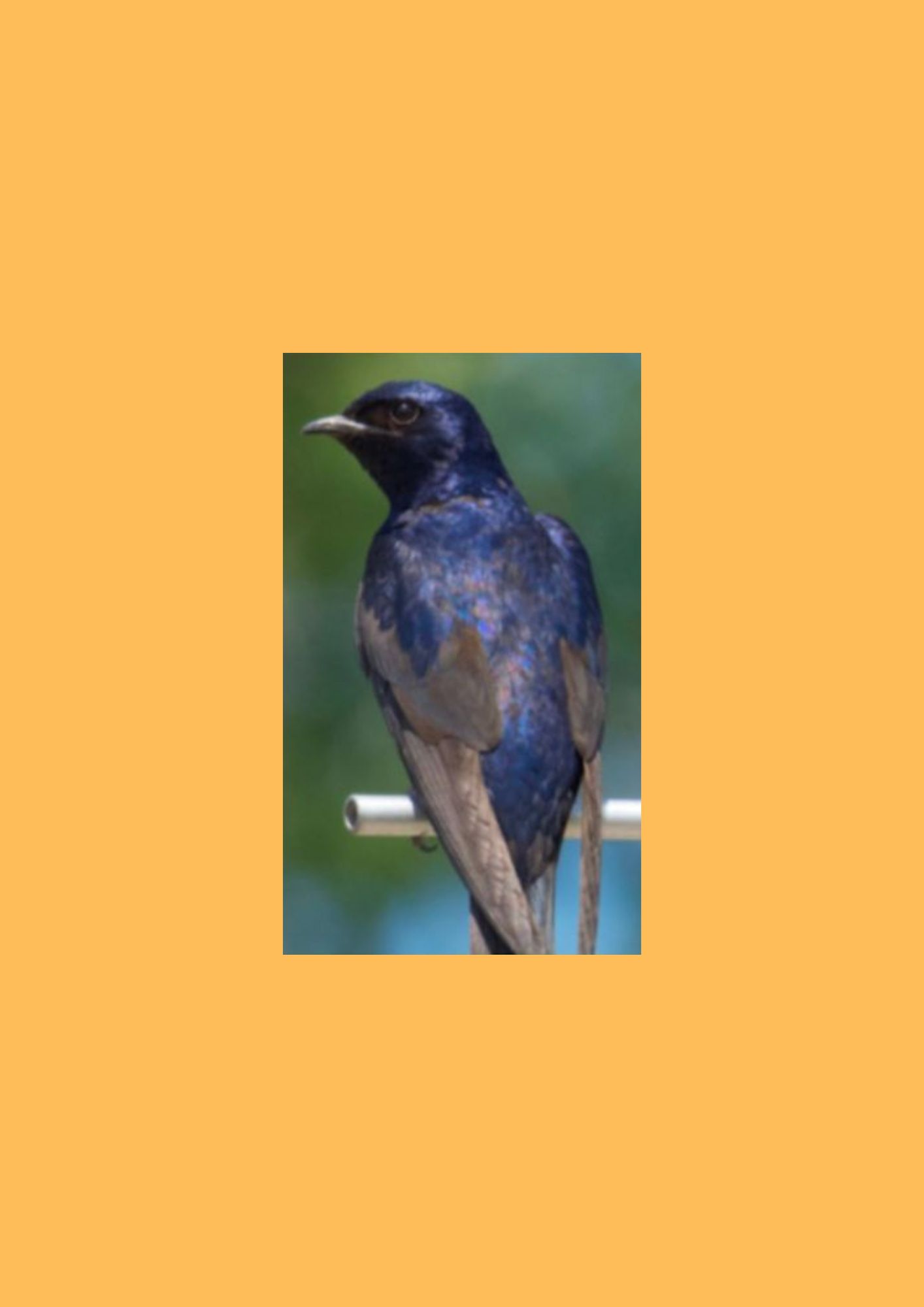 Upcoming Meeting Of The Ontario Purple Martin Association - Kingsville ...