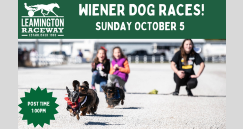 Leamington Raceway Hosts 9th Annual Wiener Dog Races This Sunday ...