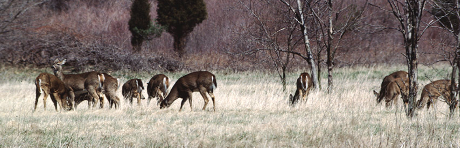 Point Pelee National Park Temporarily Closed January 16 – January 21 ...