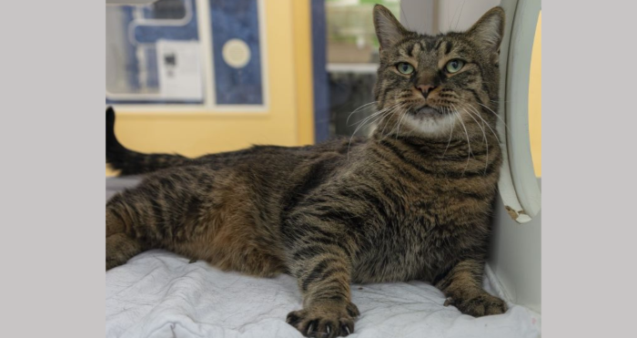 Pet of the Week: Meet Churchill - Kingsville Times